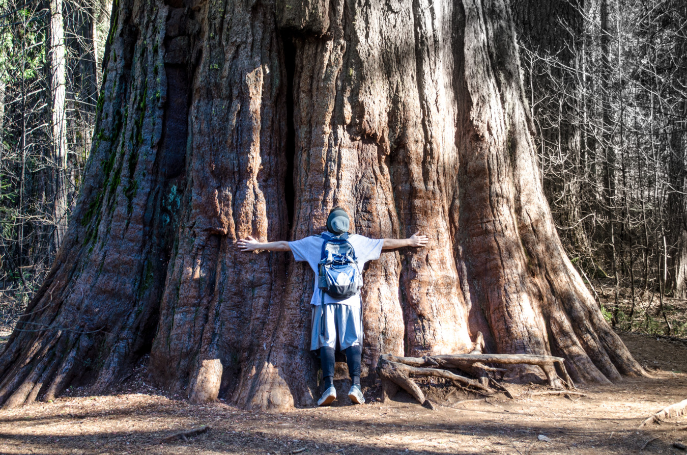 Delving into the Roots of Sequoia Trees | The Prodigy